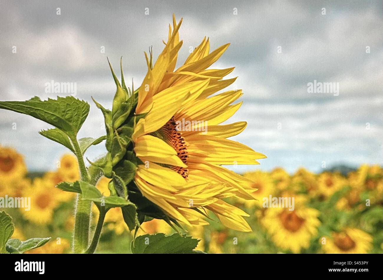 Patterns in nature, sunflower, yellow,seeds, sunflower oil, edible ...