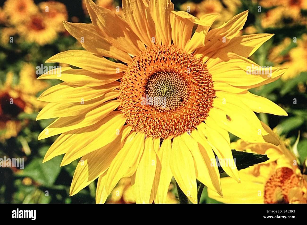 Patterns in nature, sunflower, yellow,seeds, sunflower oil, edible ...