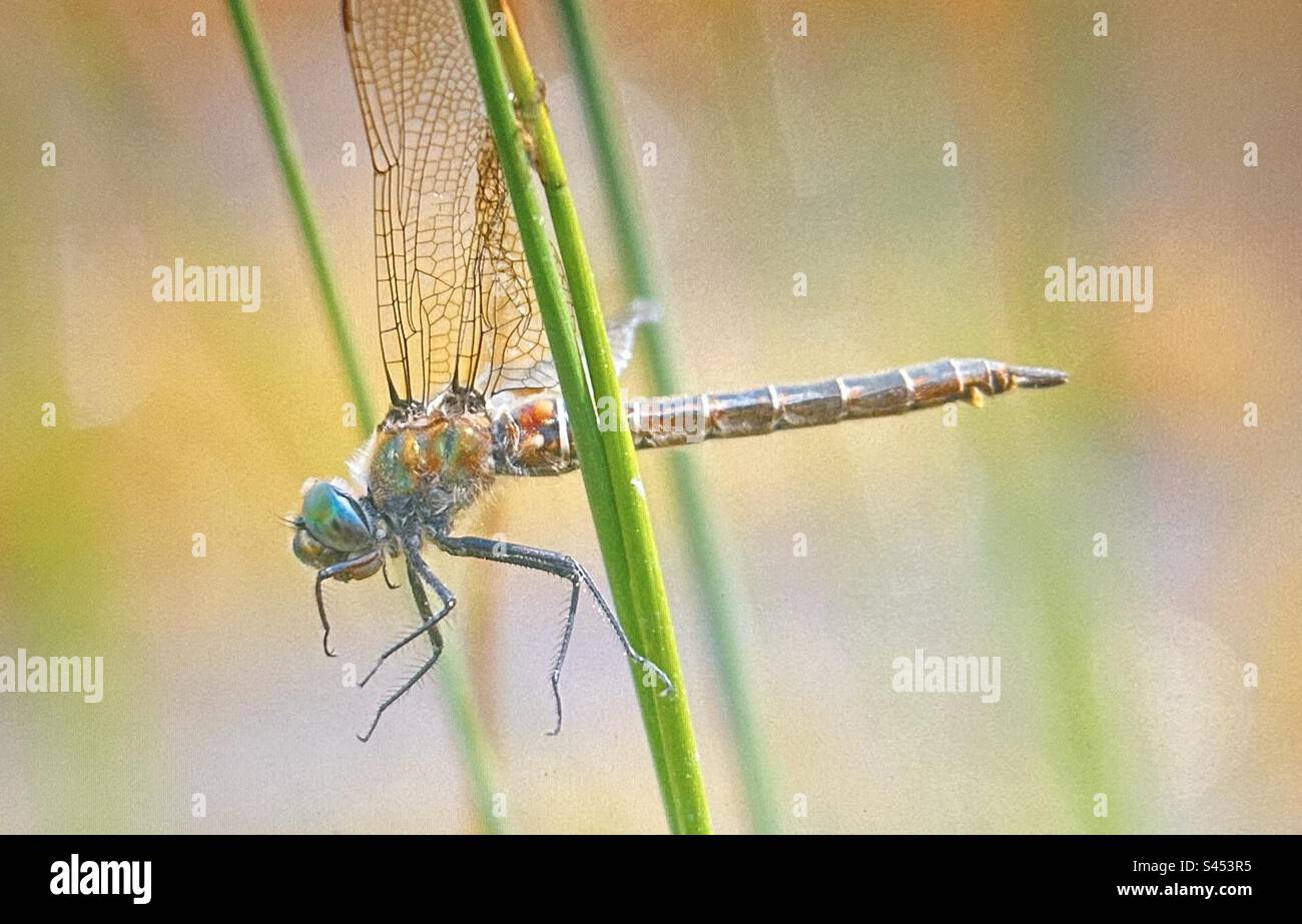 Dragonfly, Common green darner, Alberta, Canada Stock Photo - Alamy