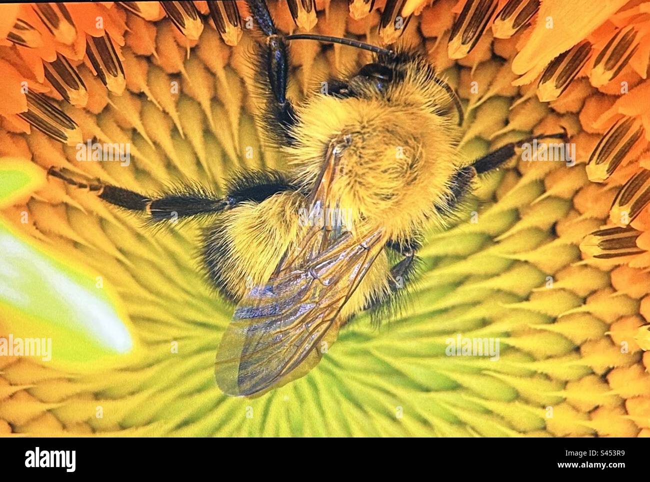 Honey bee on a sunflower, patterns in nature, design Stock Photo - Alamy