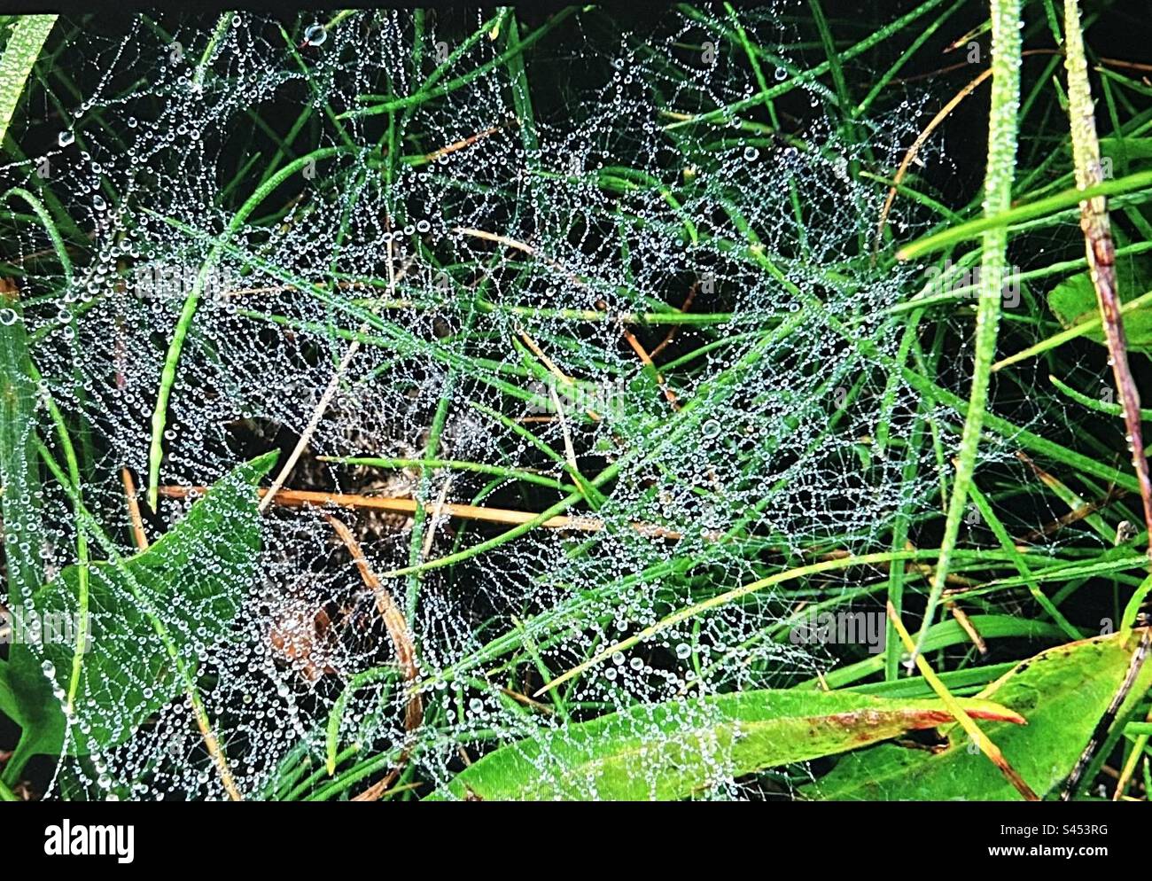 Spider web, dew, rain, wet, patterns in nature Stock Photo - Alamy