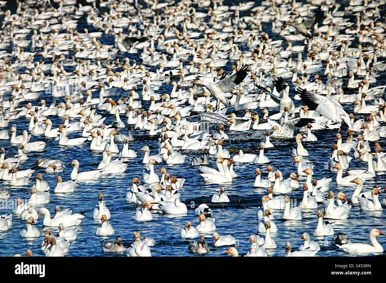 Snow geese on a lake, migration, migrating Stock Photo - Alamy