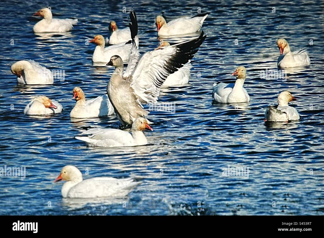 Patterns in nature, Snow geese on a lake, migration, migrating, pattern ...