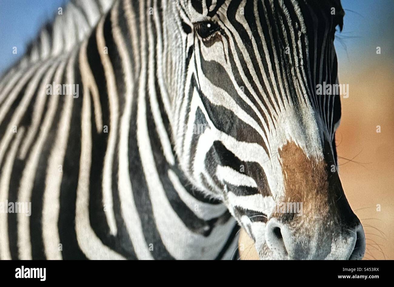 Patterns in nature, stripes on a zebra, stripes, black, white Stock ...