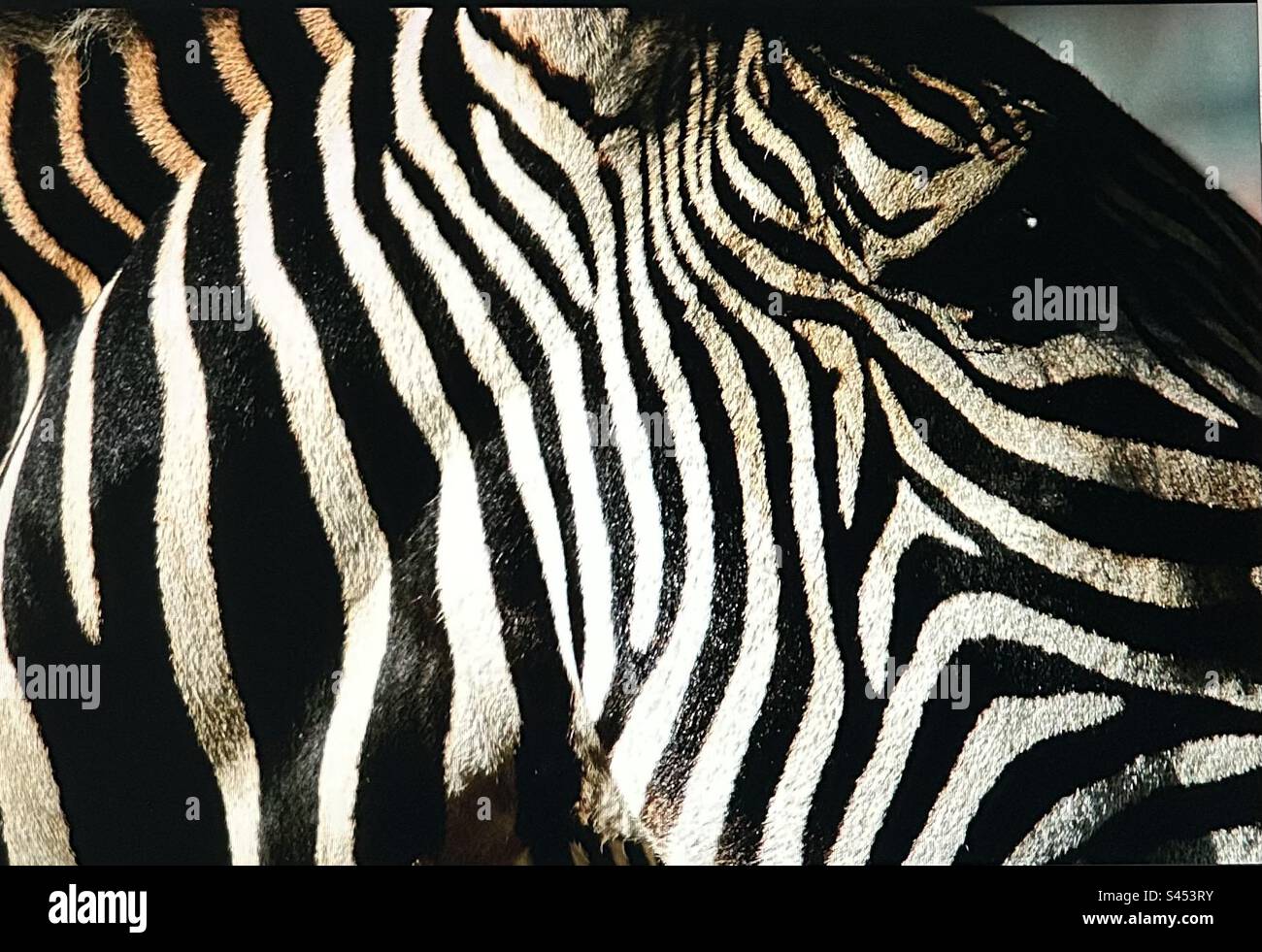 Patterns in nature, stripes on a zebra, stripes, black, white Stock ...