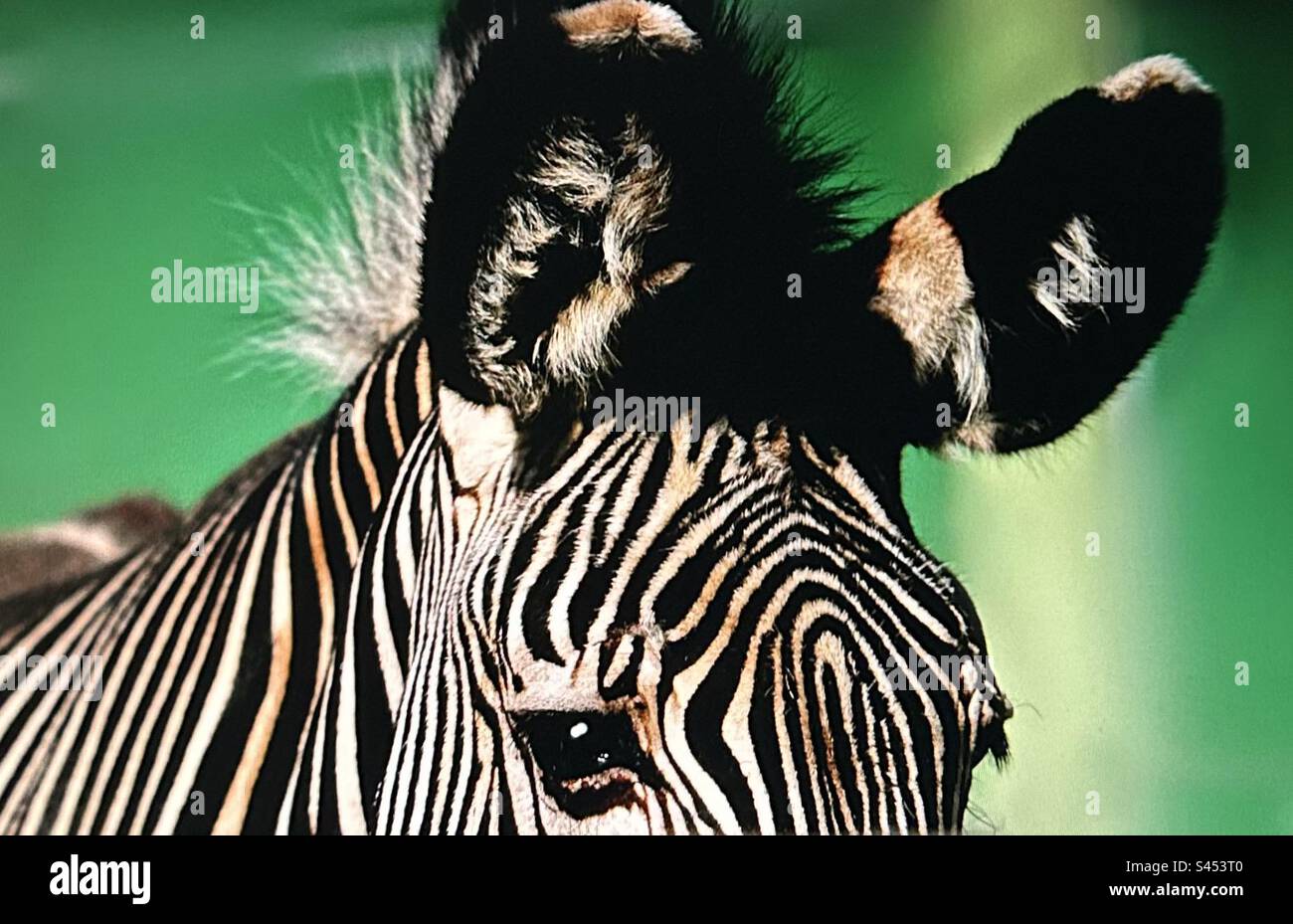Patterns in nature, stripes on a zebra, stripes, black, white Stock ...