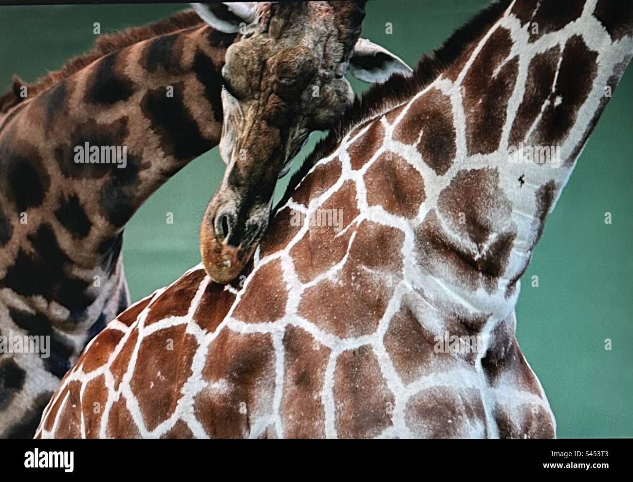 Patterns in nature, spots on a giraffe, brown, white, wildlife, in ...