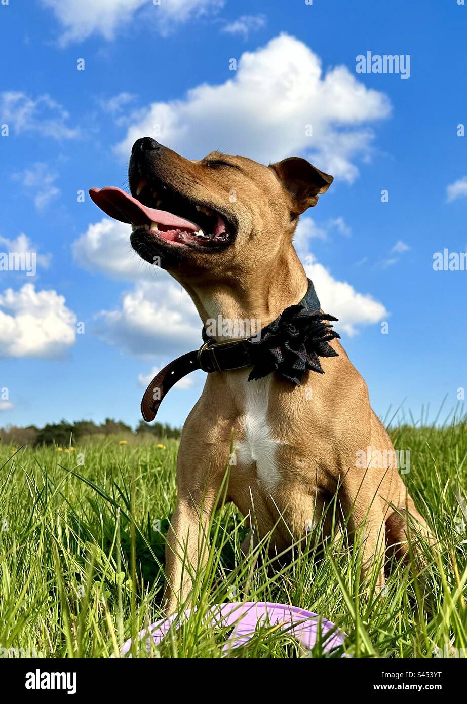 Red staffordshire bull terrier hi-res stock photography and images - Alamy