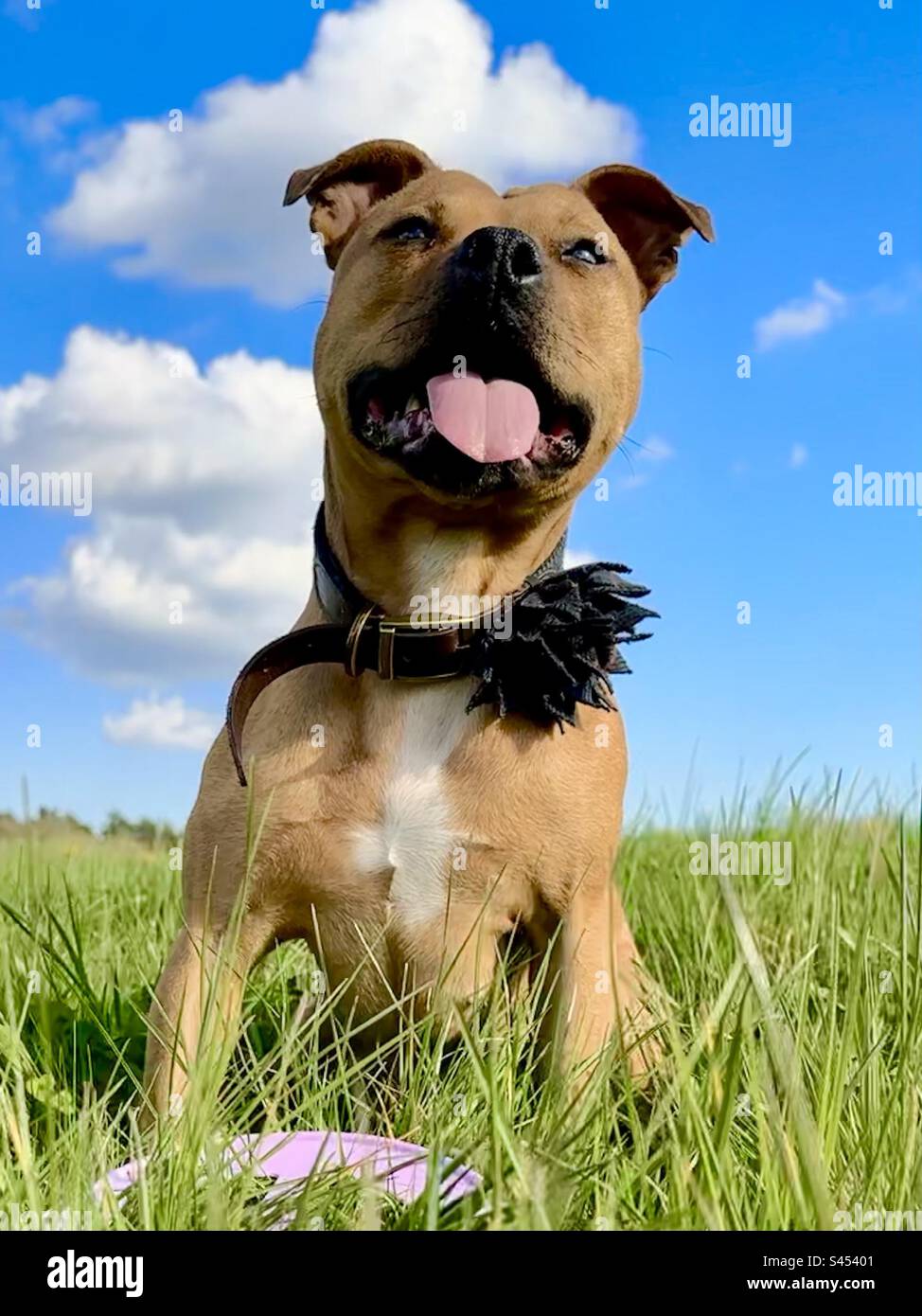 Red staffordshire bull terrier hi-res stock photography and images - Alamy