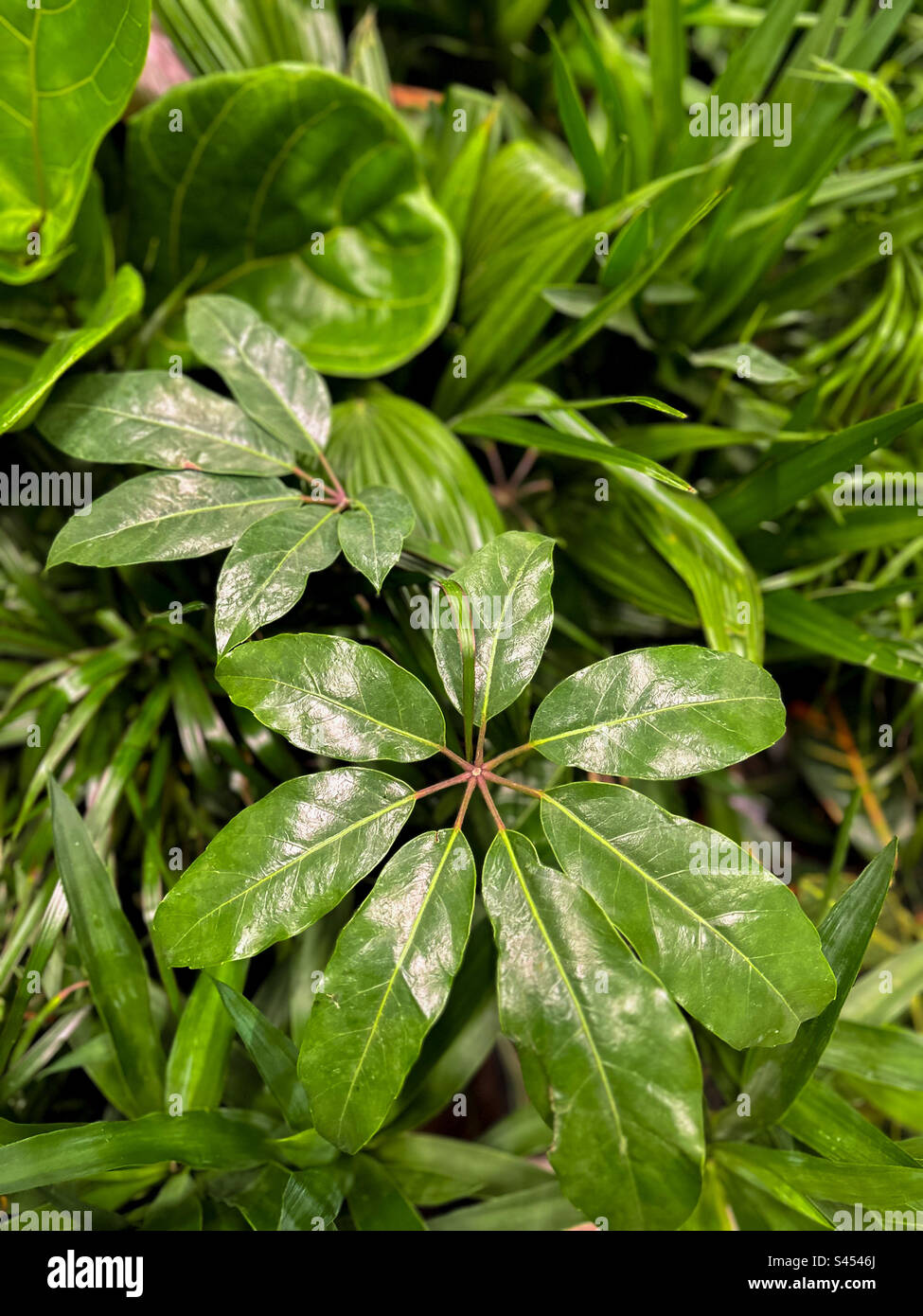 Shiny leaves houseplant hi-res stock photography and images - Alamy