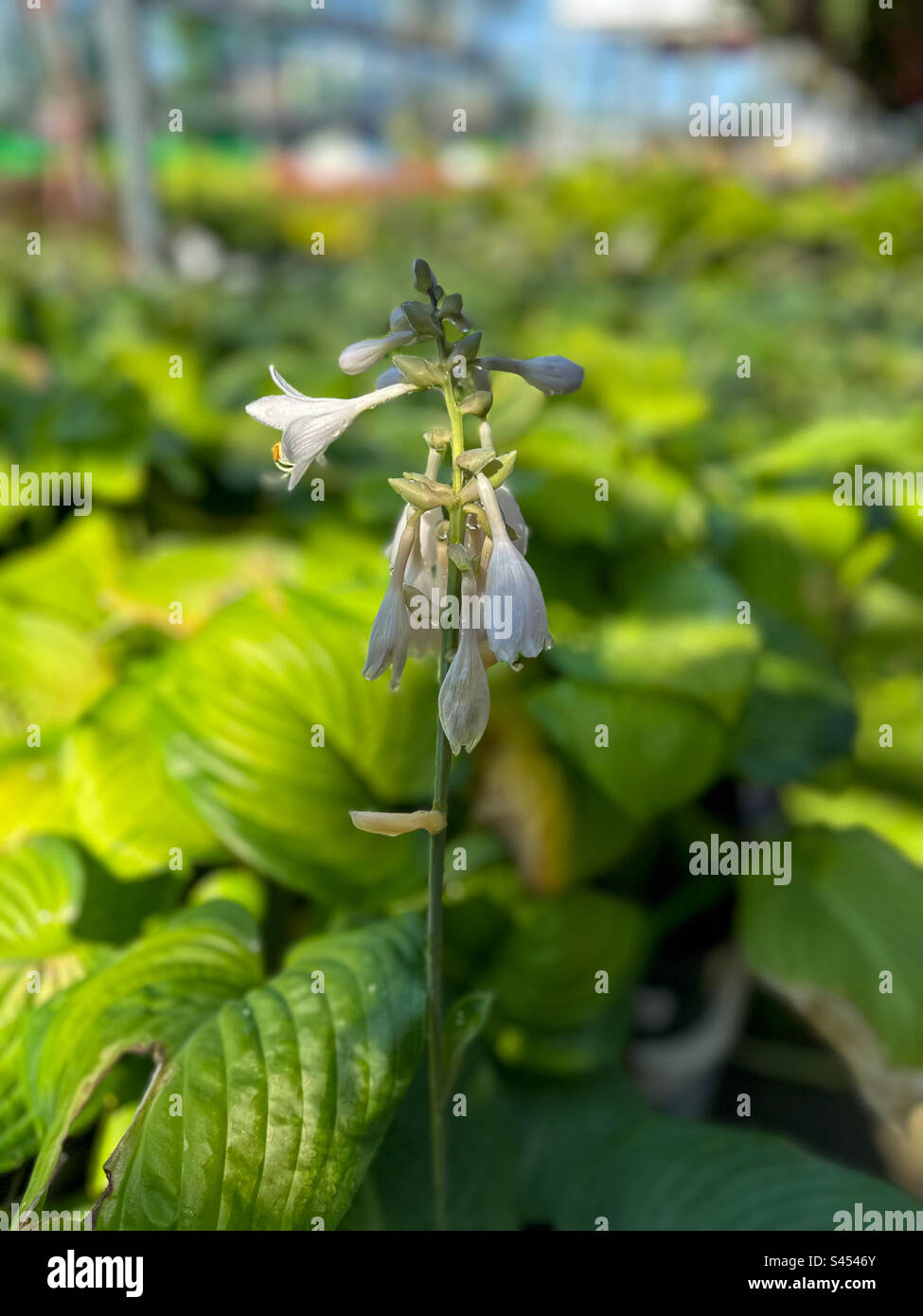 White hosta flower hi-res stock photography and images - Alamy
