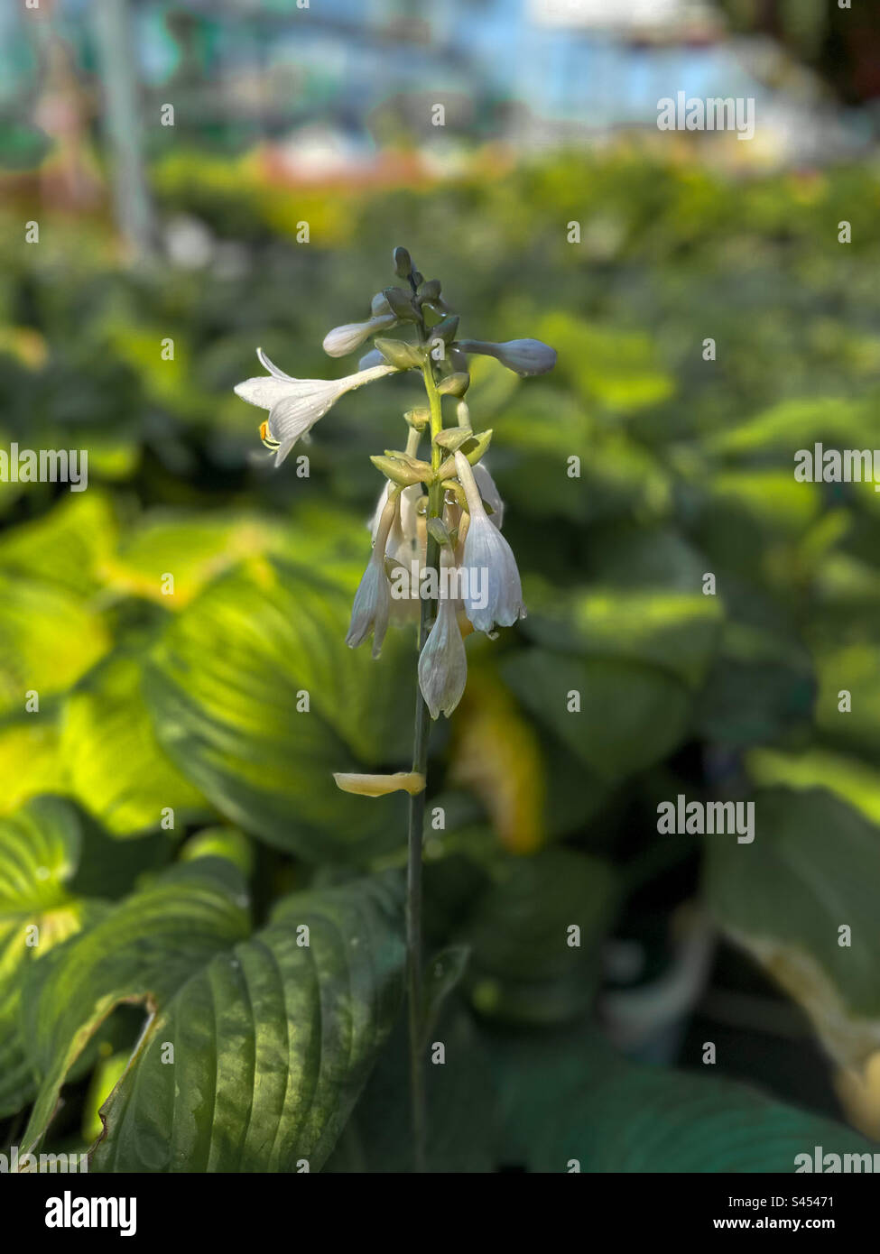 Beautiful hosta plants hi-res stock photography and images - Alamy