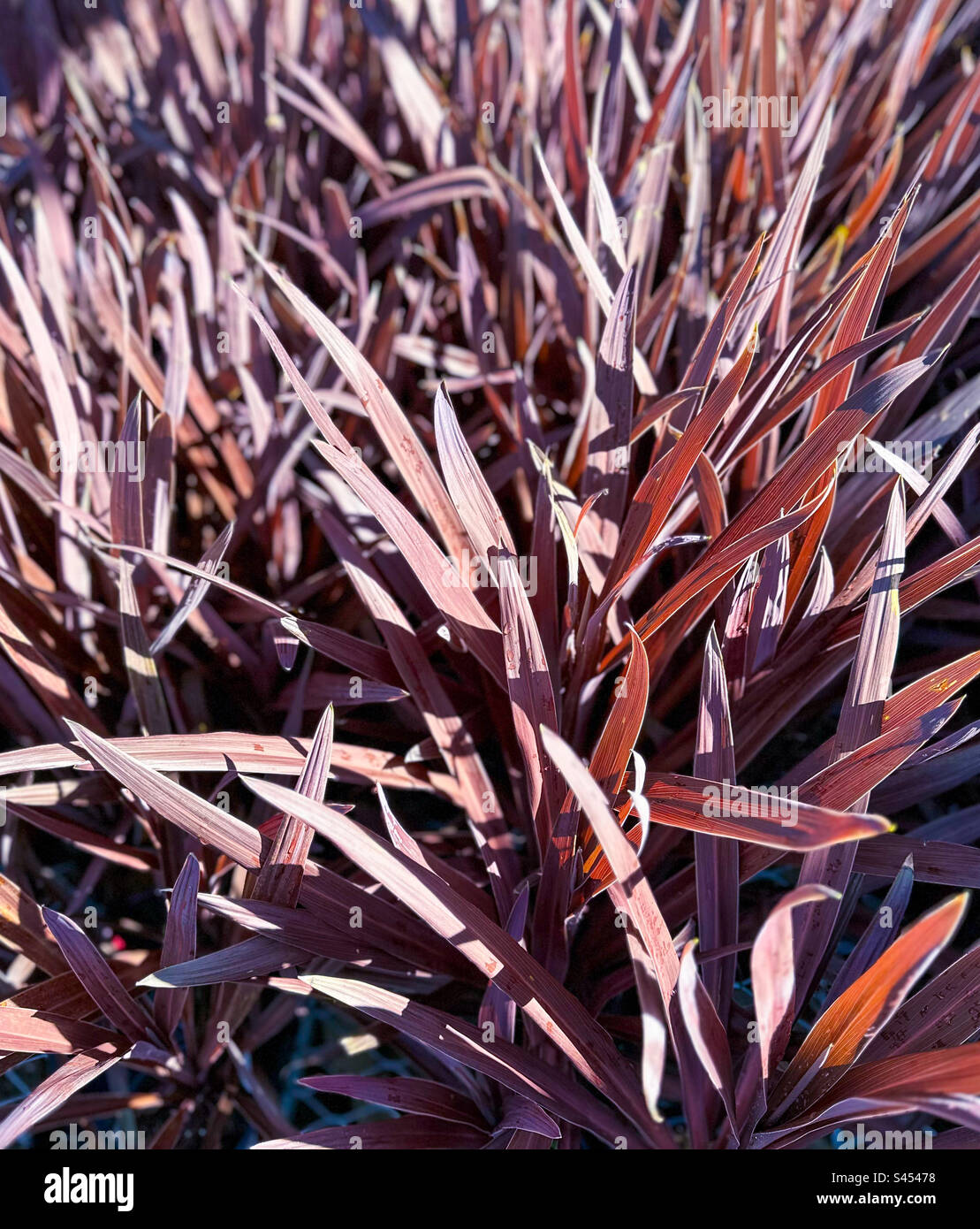 Red Star spike plants at a nursery Stock Photo - Alamy