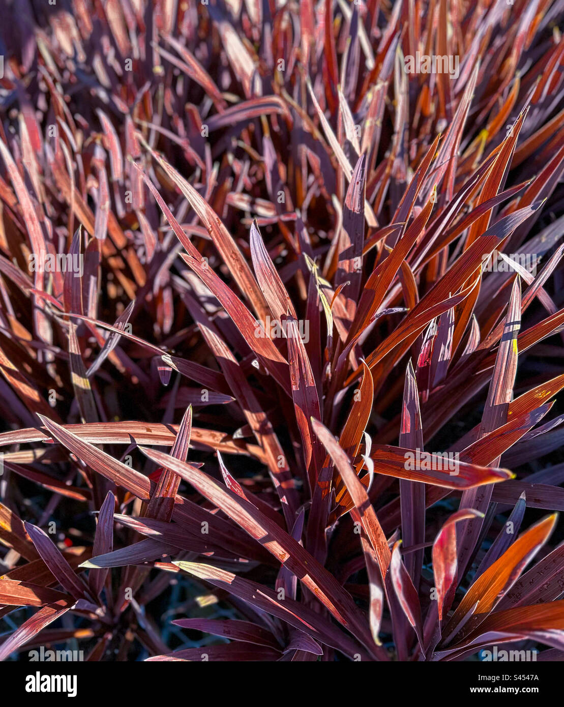 Star spikes hi-res stock photography and images - Alamy