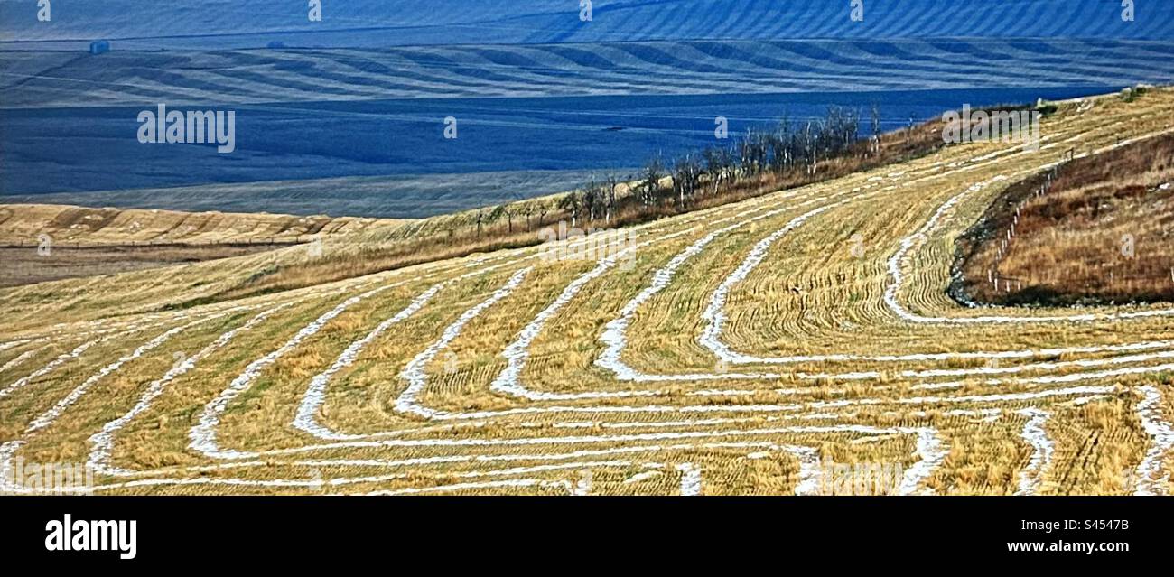 Patterns in nature, harvest, agriculture, Alberta, Canada, swath, grain ...