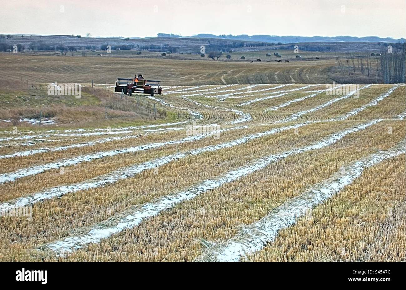 Patterns in nature, harvest, agriculture, Alberta, Canada, swath, grain ...