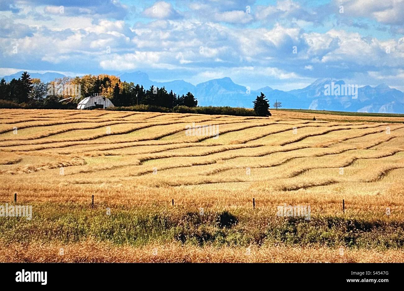Patterns in nature, harvest, agriculture, Alberta, Canada, swath, grain ...