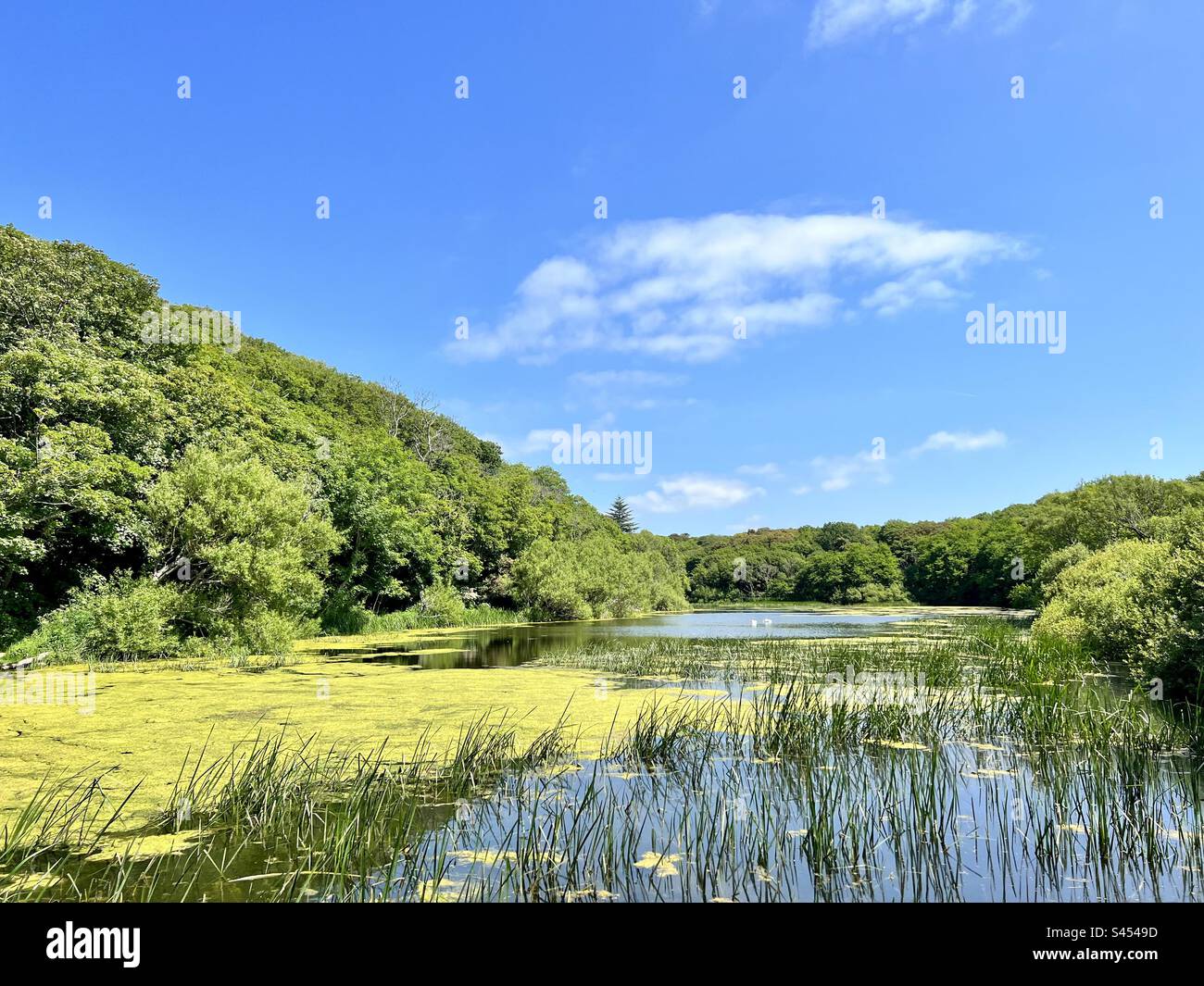 Bosherston Lily Ponds Stock Photo - Alamy
