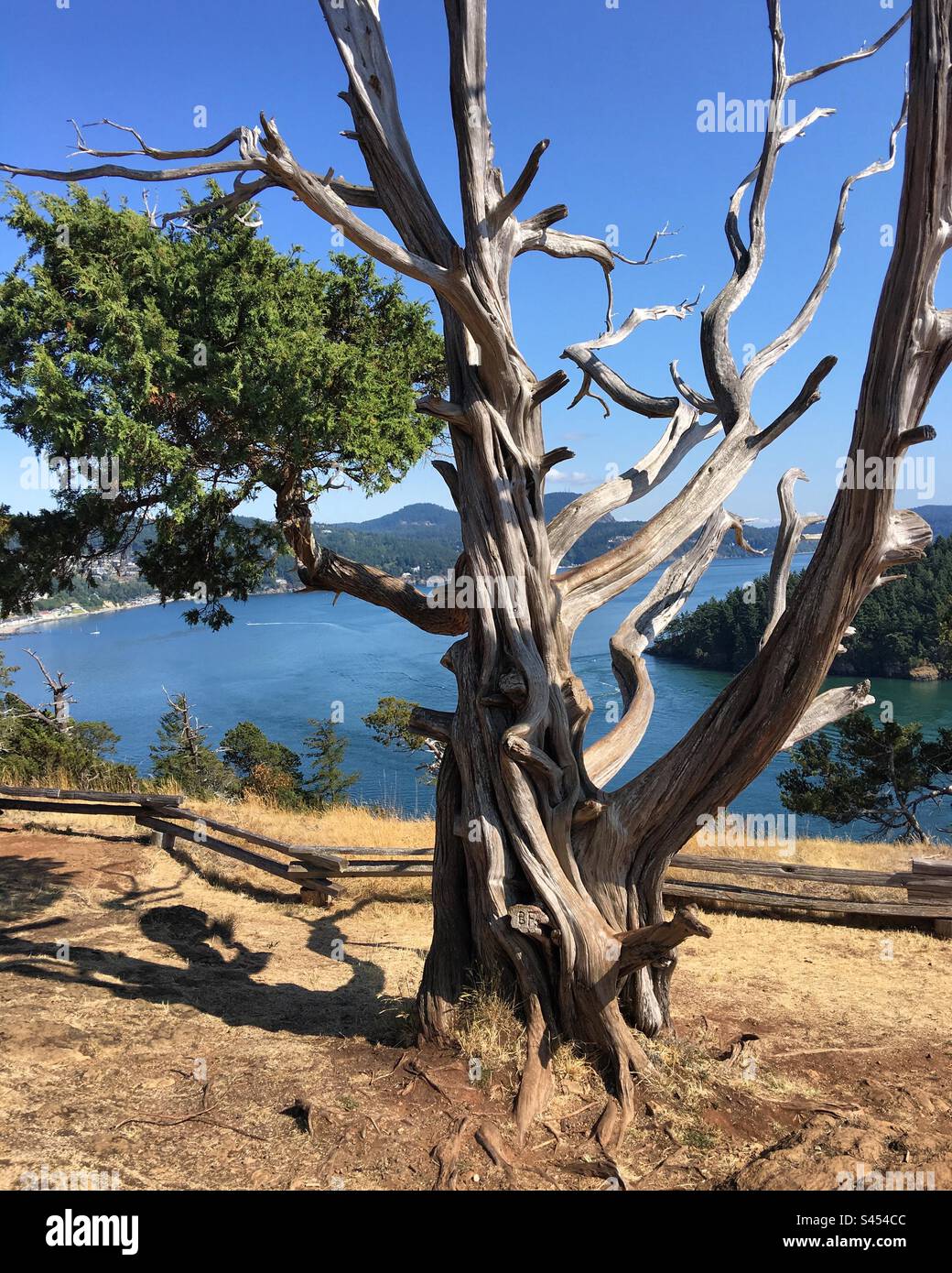 Snag tree hi-res stock photography and images - Alamy