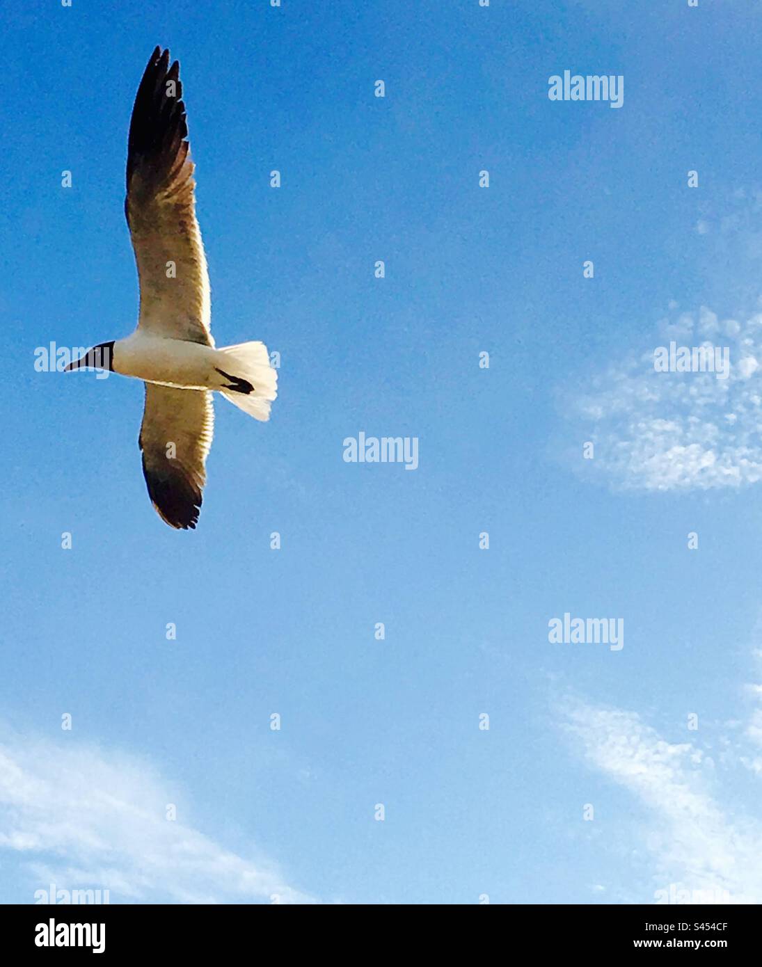 Expand wings hi-res stock photography and images - Alamy