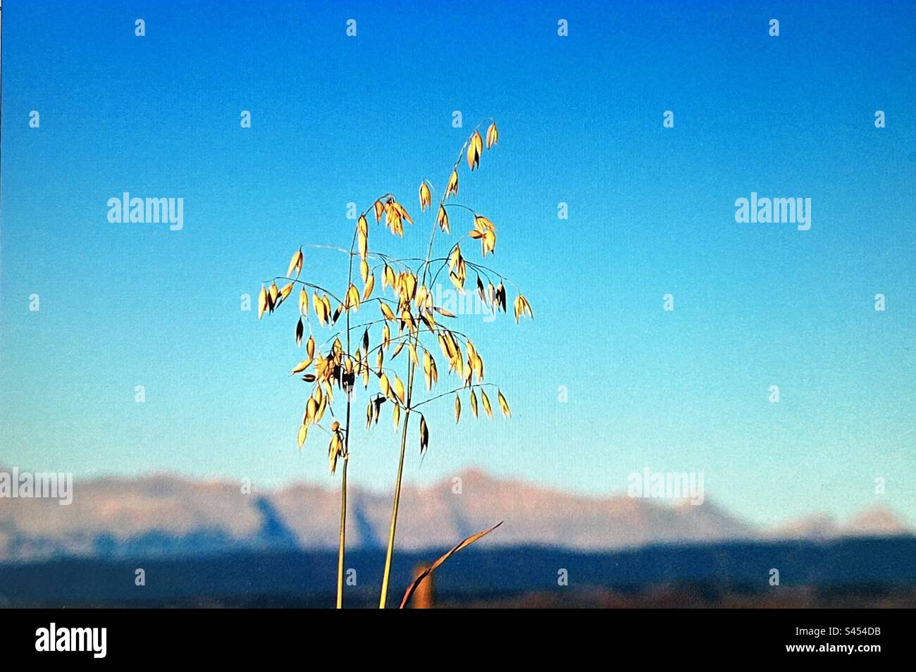 Patterns in nature, grain field, oats, ripe Stock Photo - Alamy