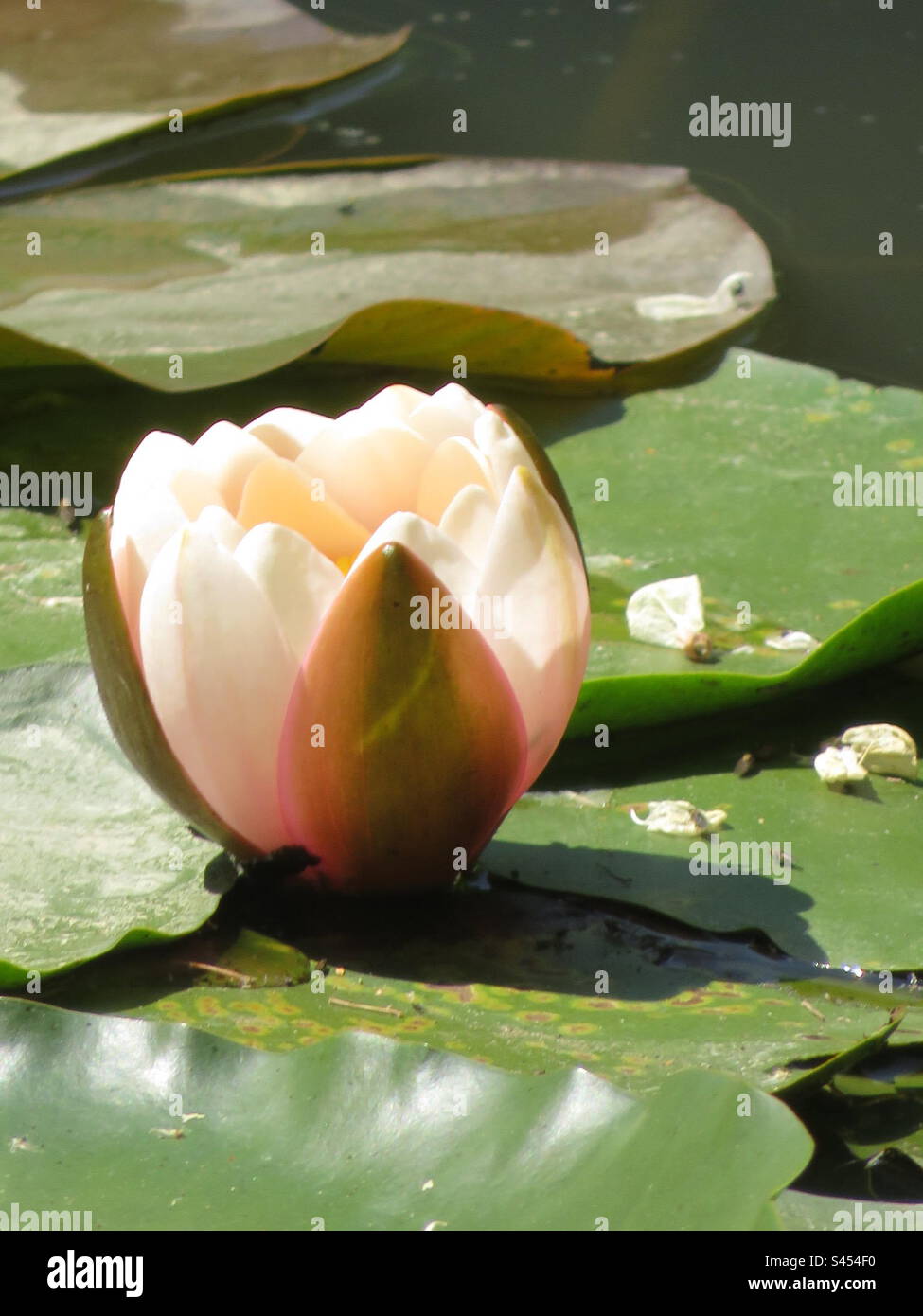Water lily seerose hi-res stock photography and images - Alamy