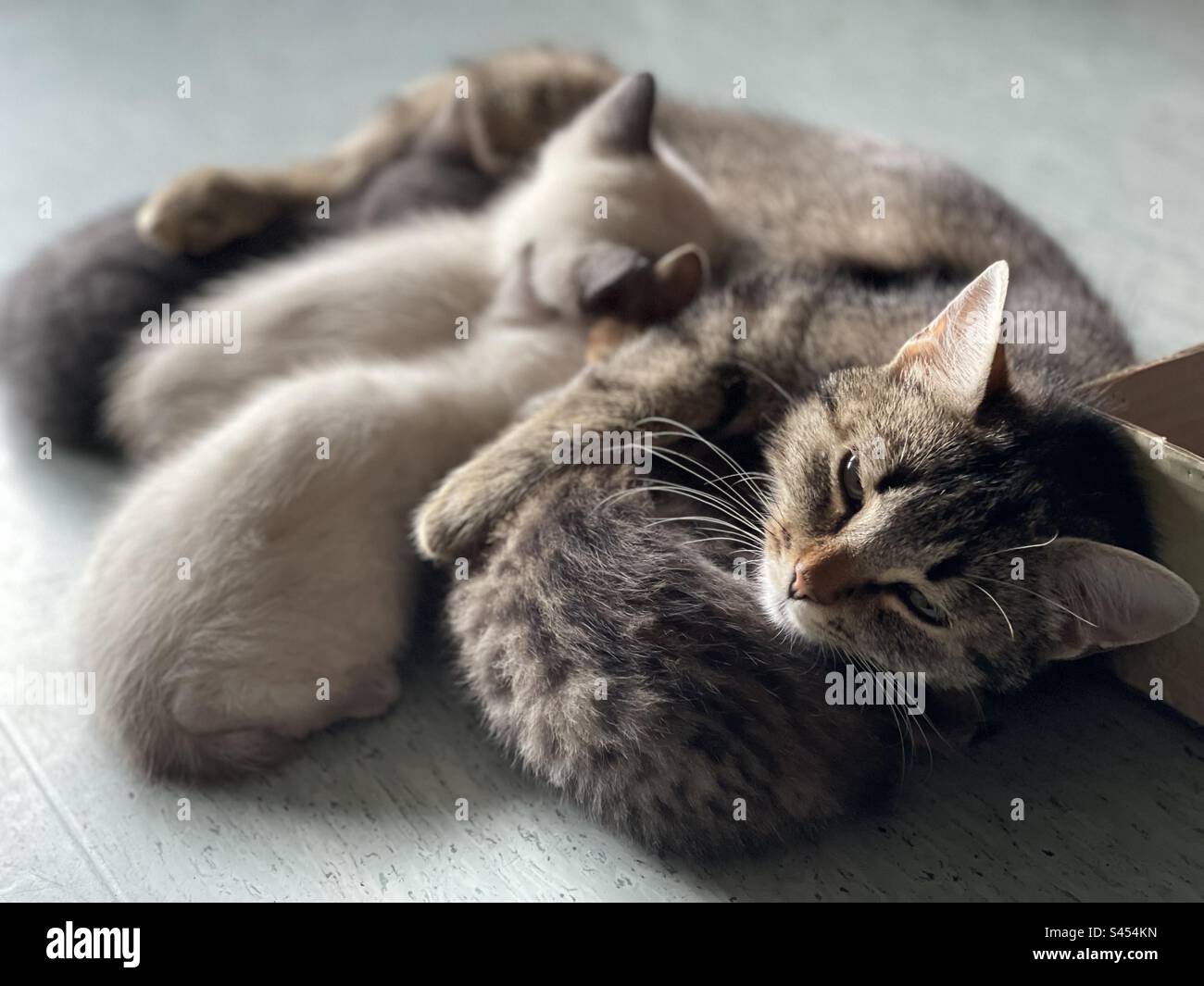 Lactating hi-res stock photography and images - Alamy