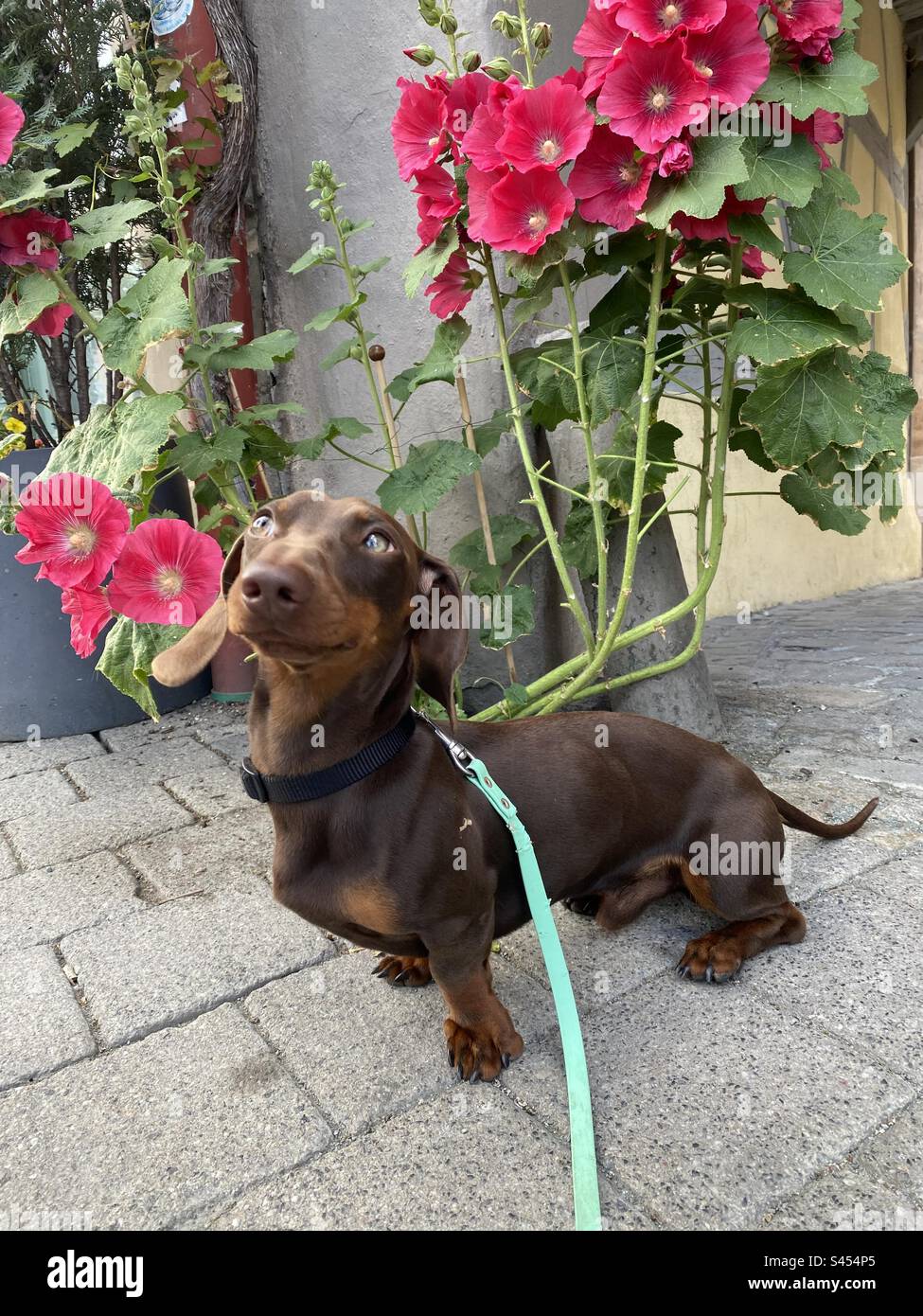 Chocolate Dachshund enjoying a walk, captured in front of red flowers ...