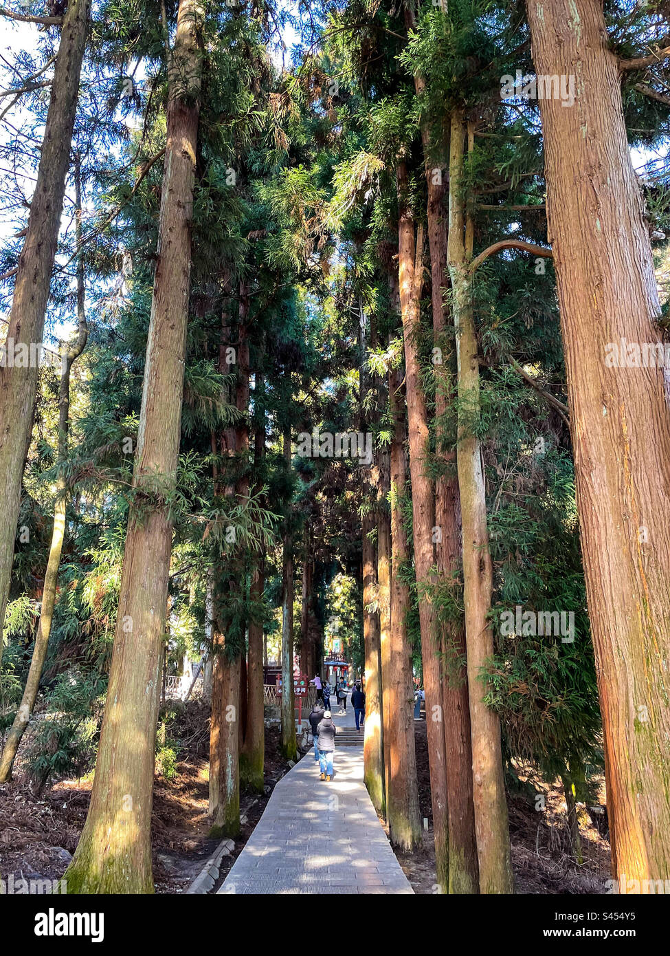 Walking between trees Stock Photo - Alamy