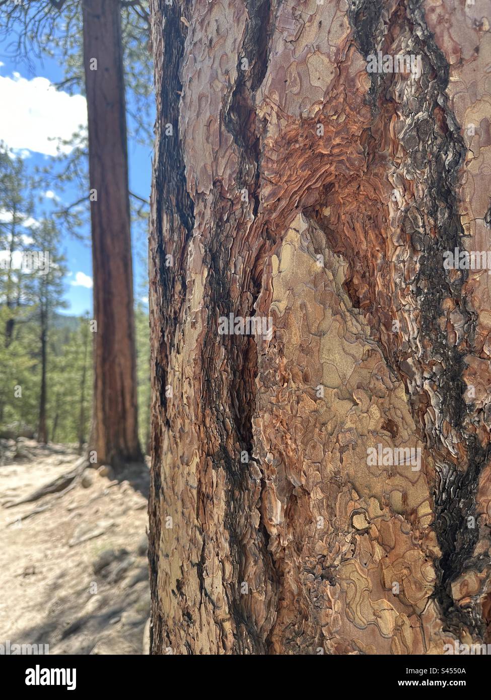 Ponderosa pine tree bark hi-res stock photography and images - Alamy
