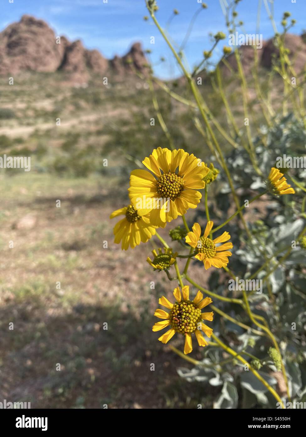 Desert daisy yellow flowers hi-res stock photography and images - Alamy