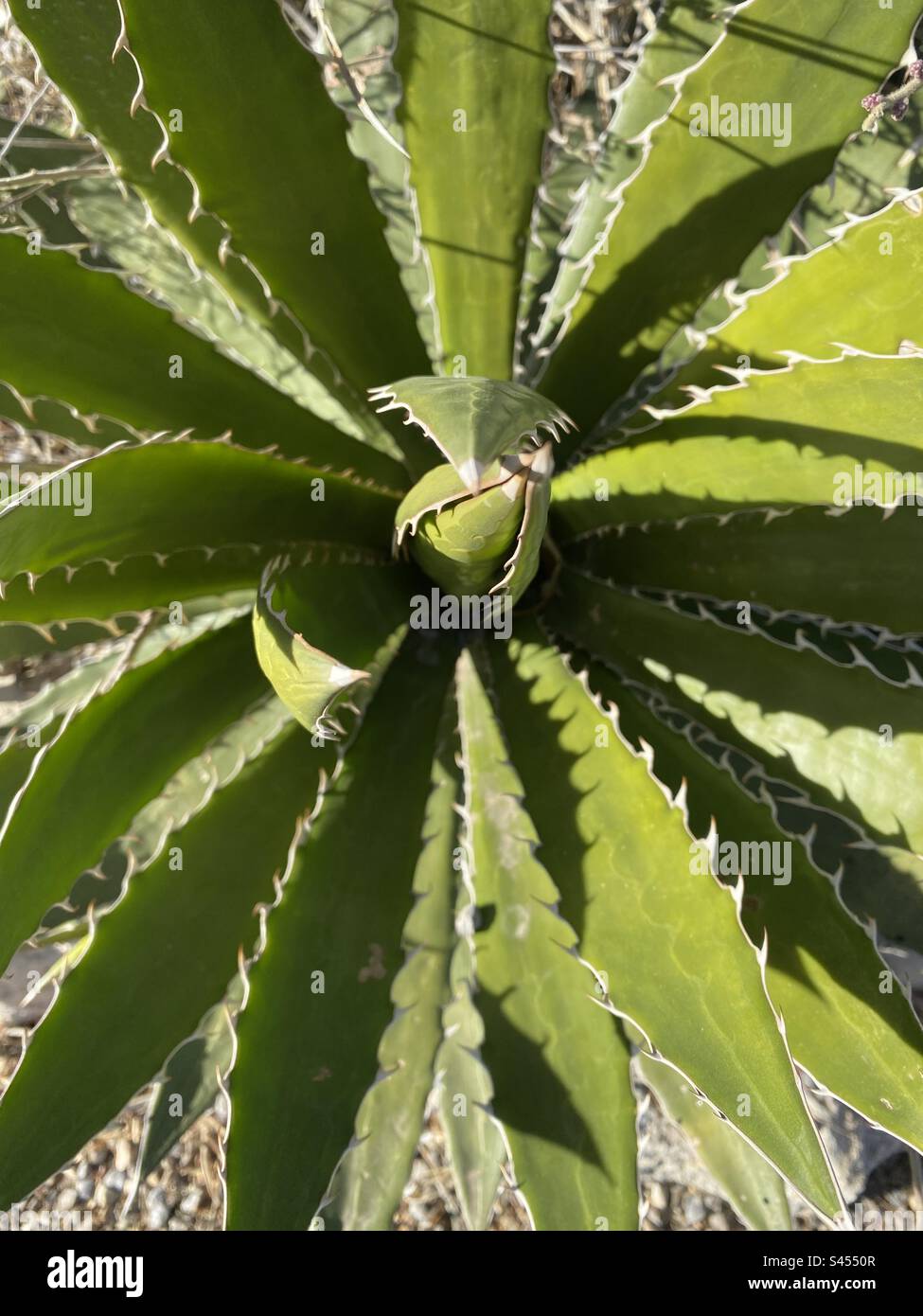 Aloe desert plant hi-res stock photography and images - Alamy