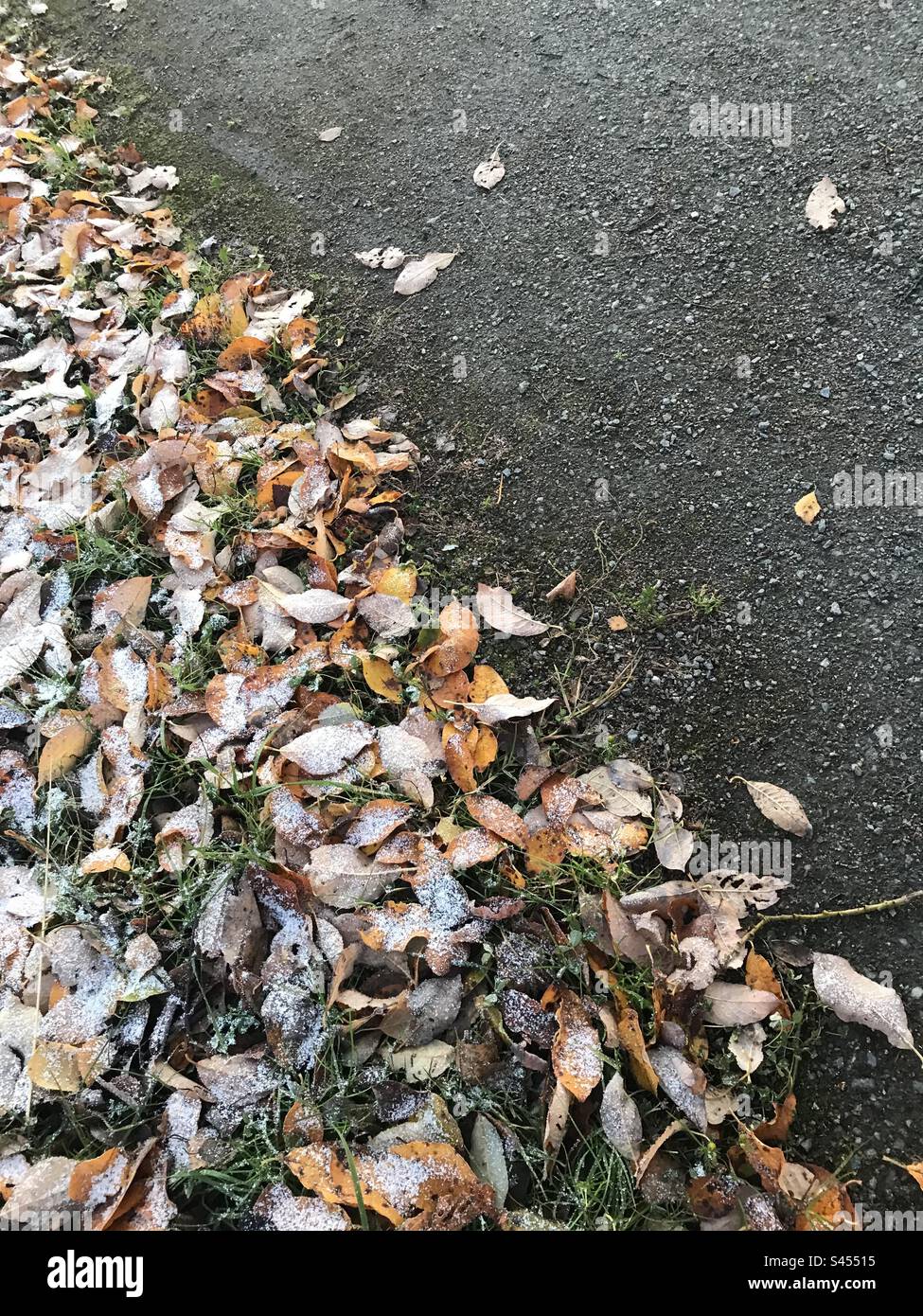 Icy leaves hi-res stock photography and images - Alamy