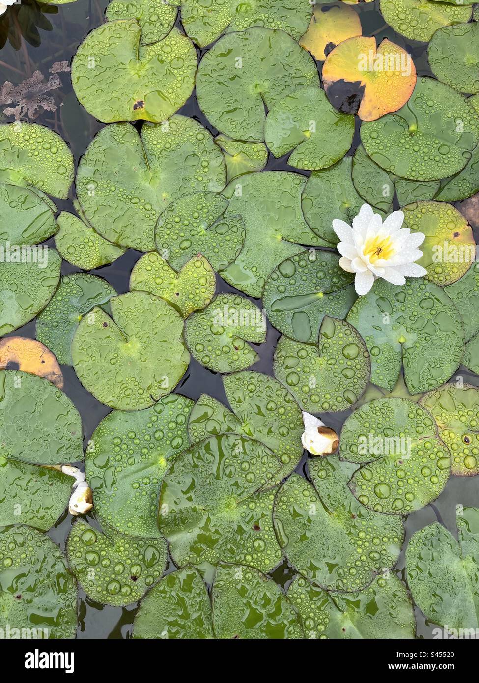 Round leaves hi-res stock photography and images - Alamy