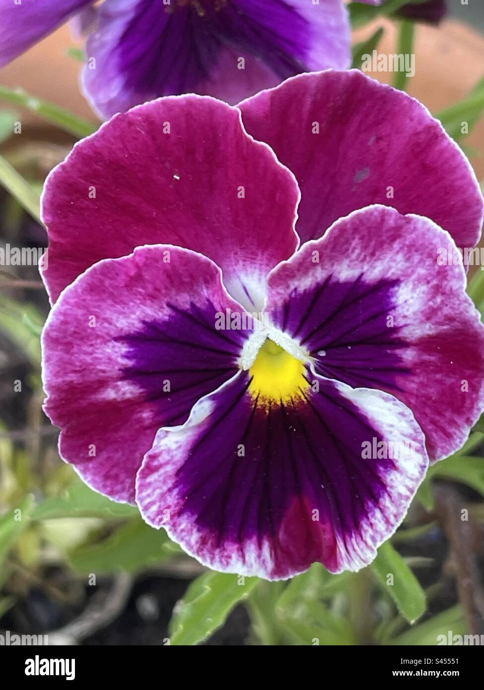 Purple pansey hi-res stock photography and images - Alamy