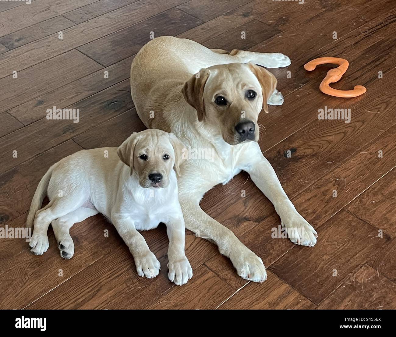 Full Grown Yellow Lab