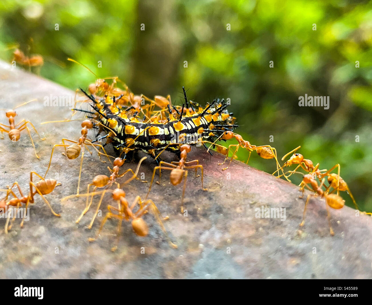 Caterpillar attacked by yellow ants Stock Photo - Alamy