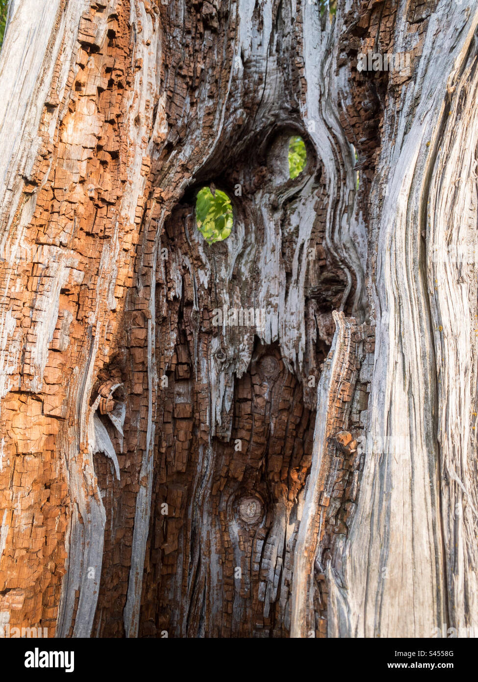 Tree bark face hi-res stock photography and images - Alamy