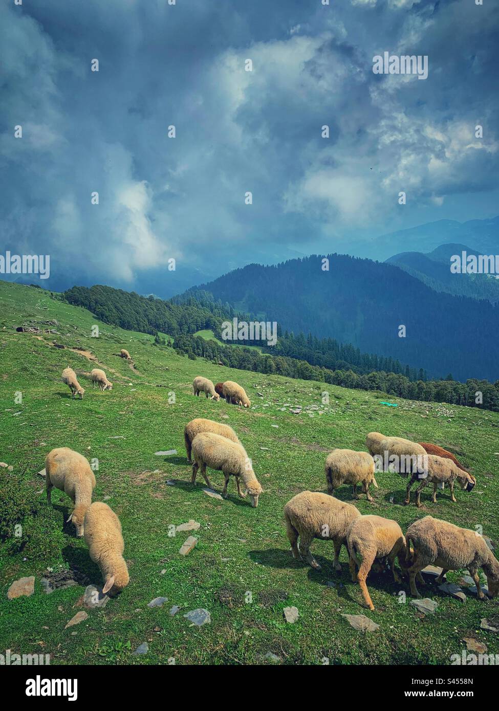 Sheep himachal hi-res stock photography and images - Alamy