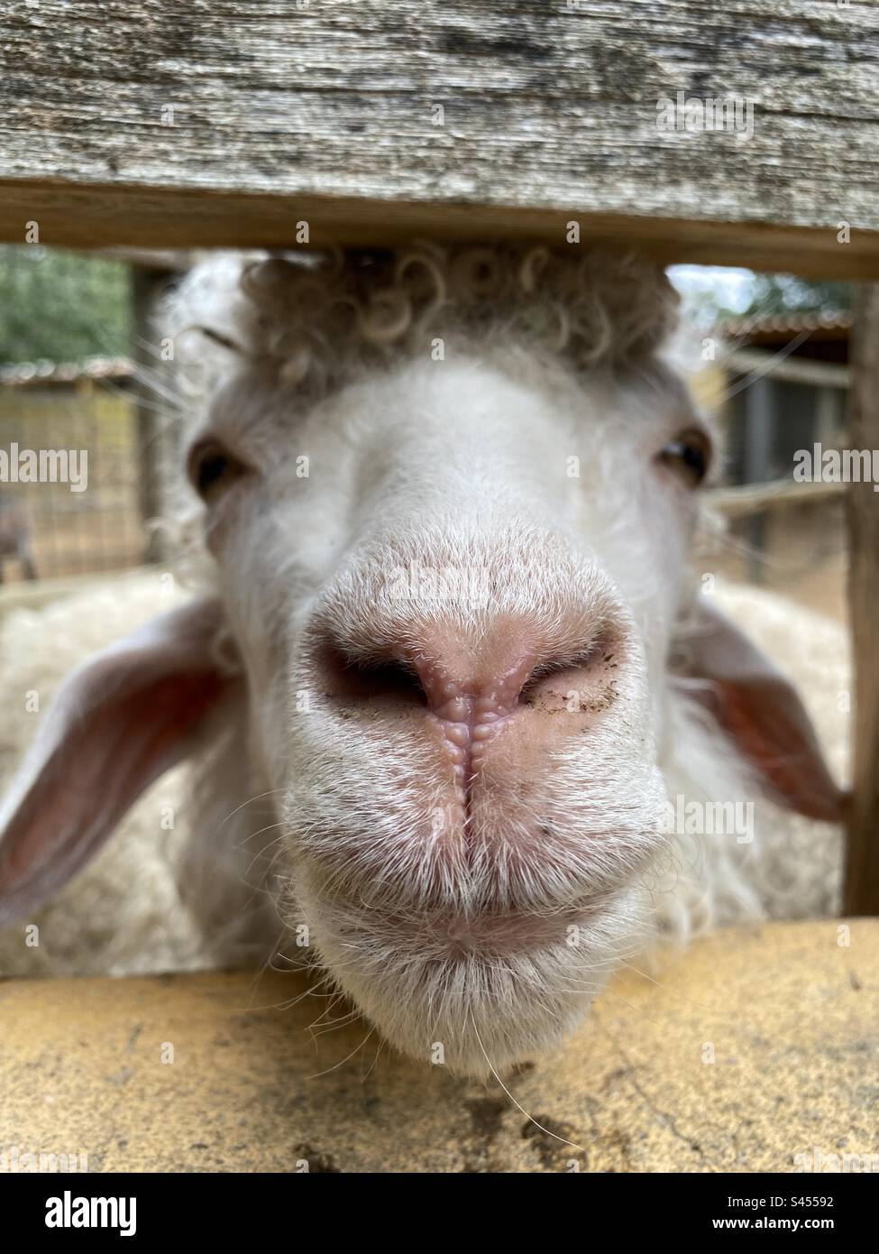 Sheep’s nose close up seen between the railings of a wooden fence Stock ...