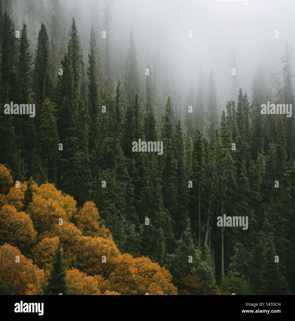 Mist over mountain pines Stock Photo - Alamy