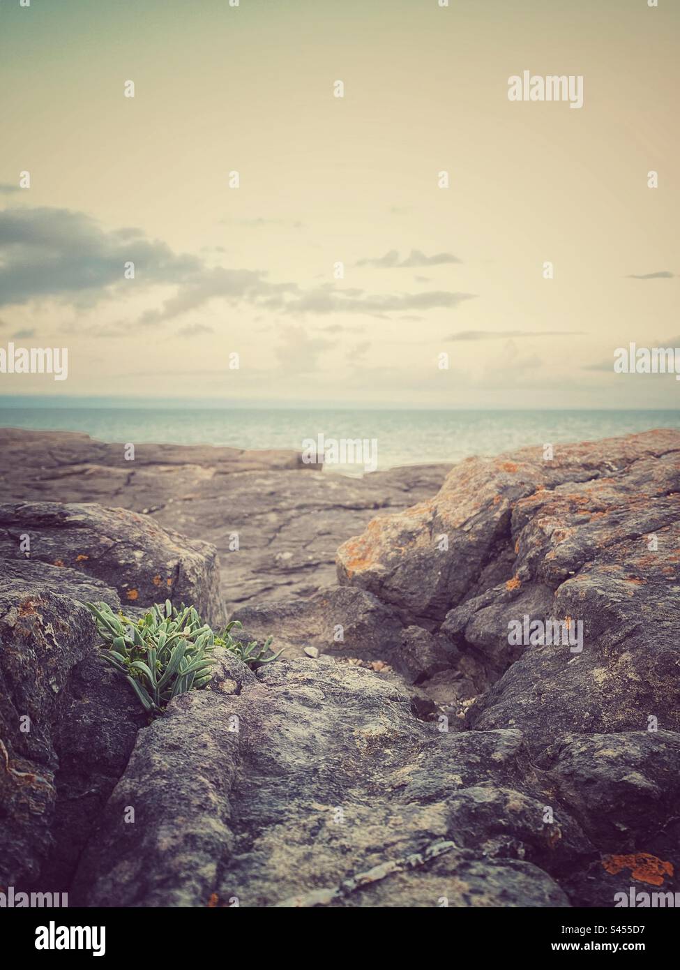 A photograph of a small seaside plant nestled between rocks at the edge ...