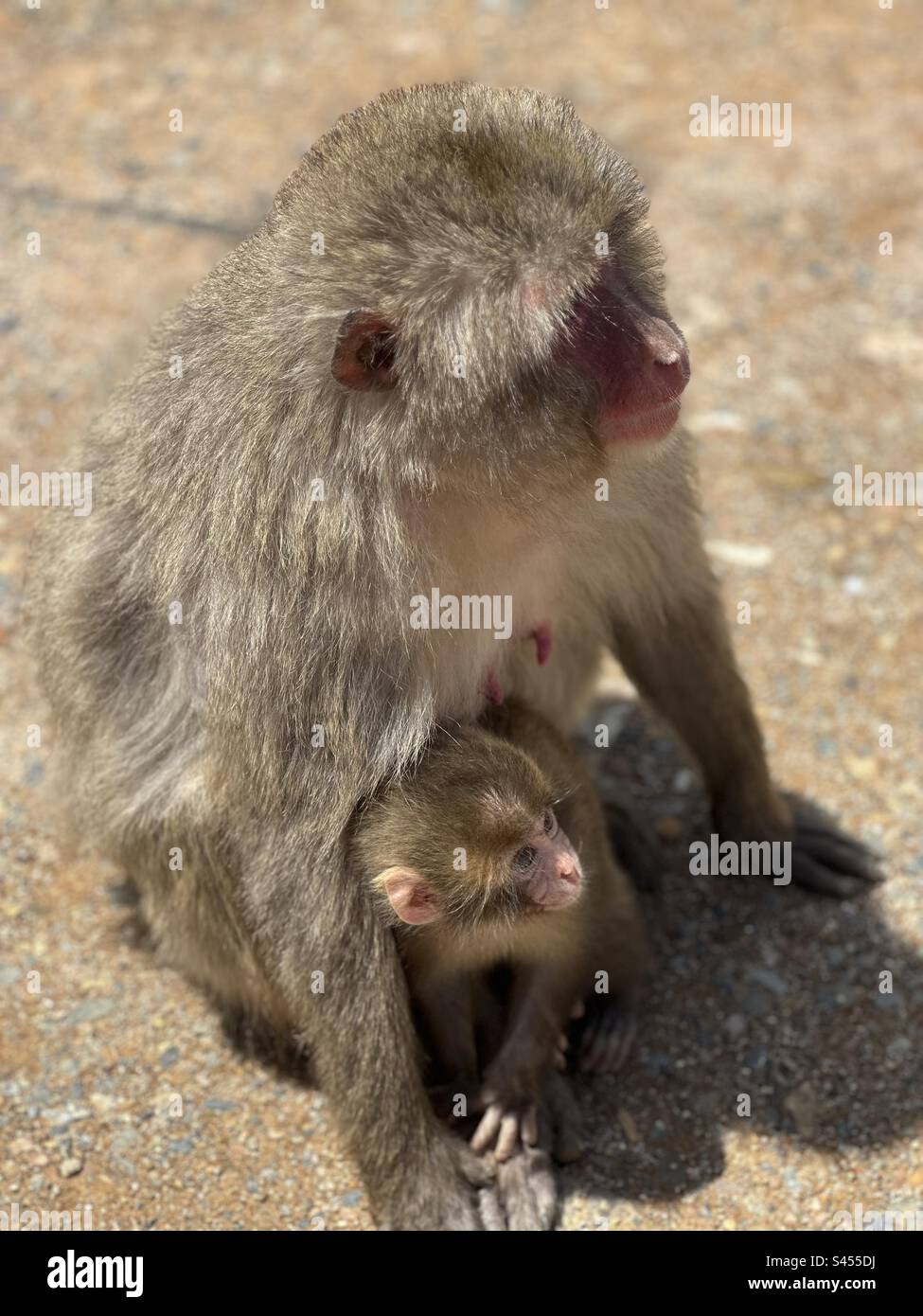 Cute monkeys hi-res stock photography and images - Alamy