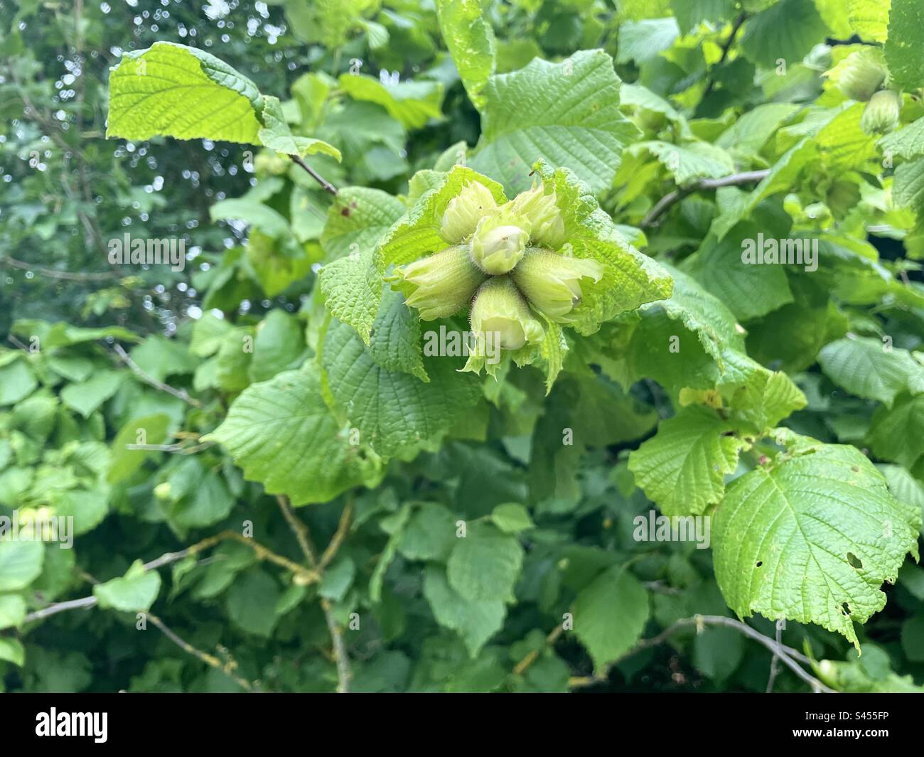 Tree hazel hi-res stock photography and images - Alamy