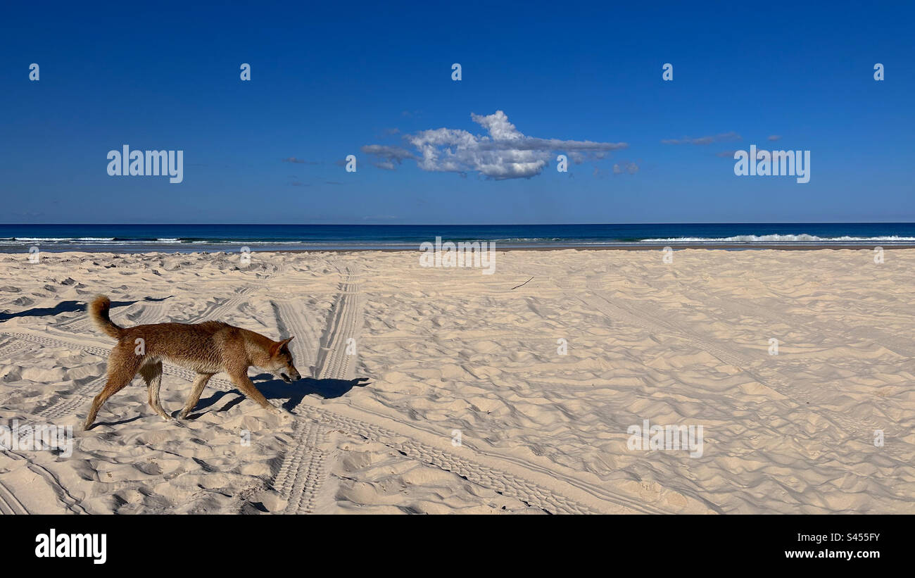 Dingo australia fraser island hi-res stock photography and images - Alamy