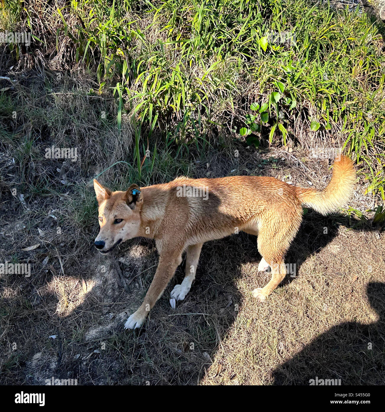 Wild dingo fraser island hi-res stock photography and images - Alamy