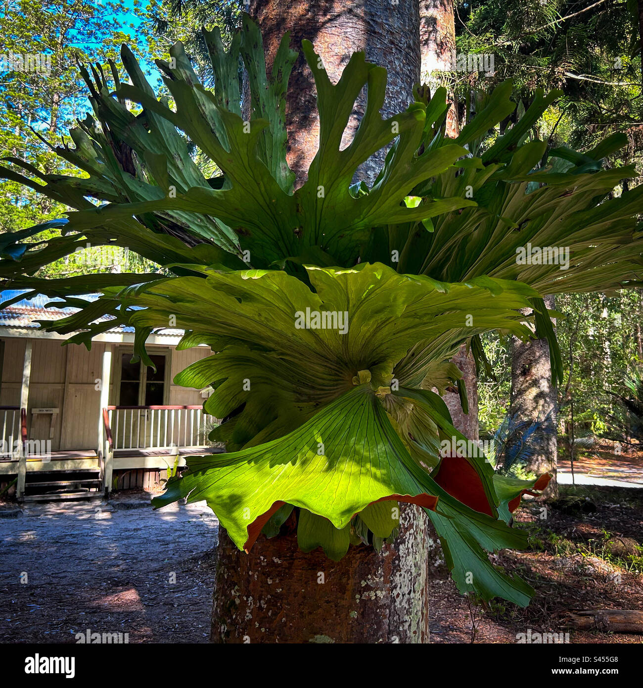 Fraser island stag horn hi-res stock photography and images - Alamy