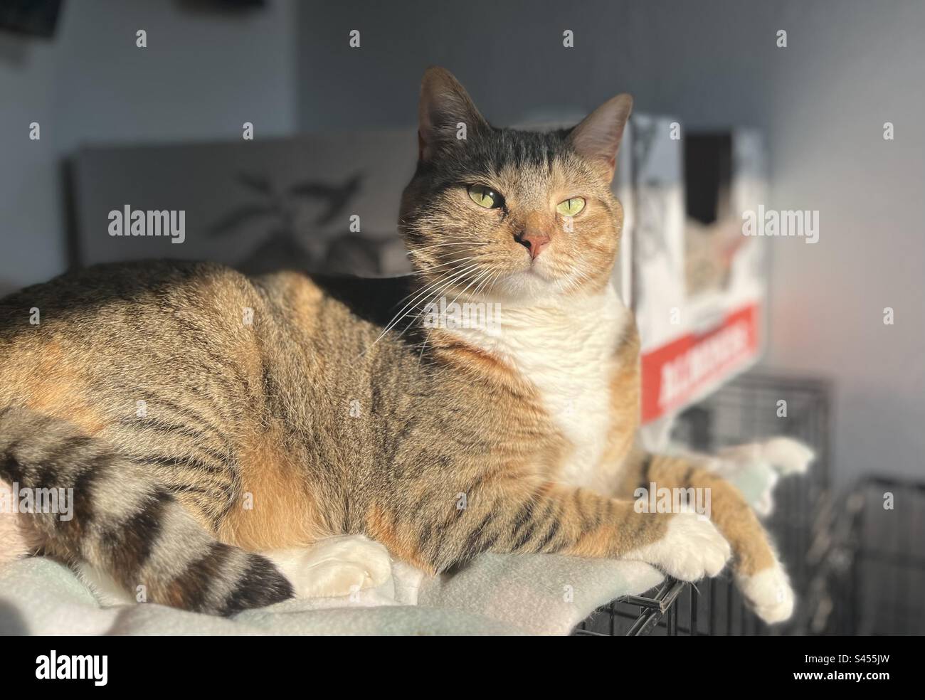 Sunshine cat hi-res stock photography and images - Alamy