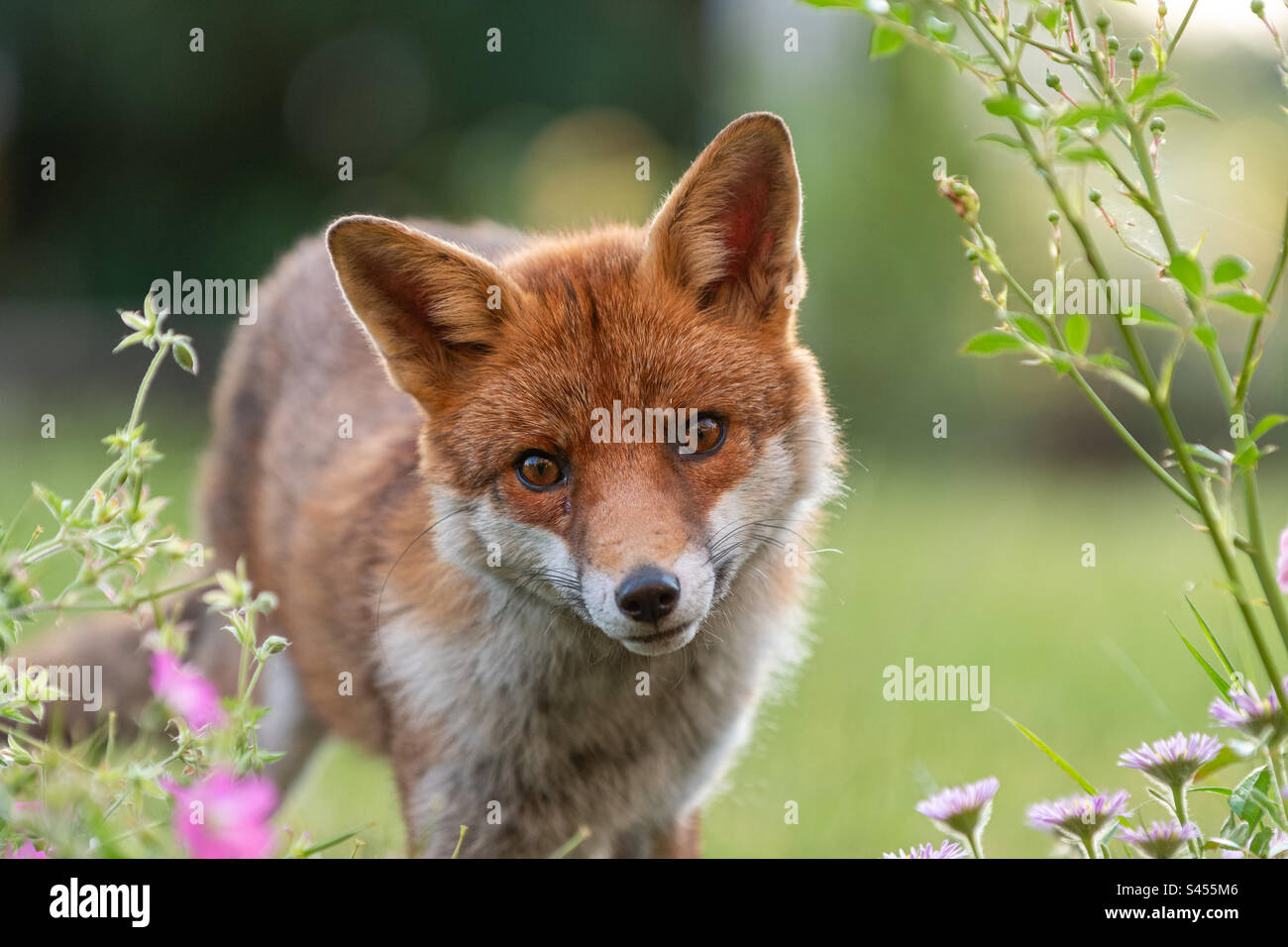 Happy fox hi-res stock photography and images - Alamy