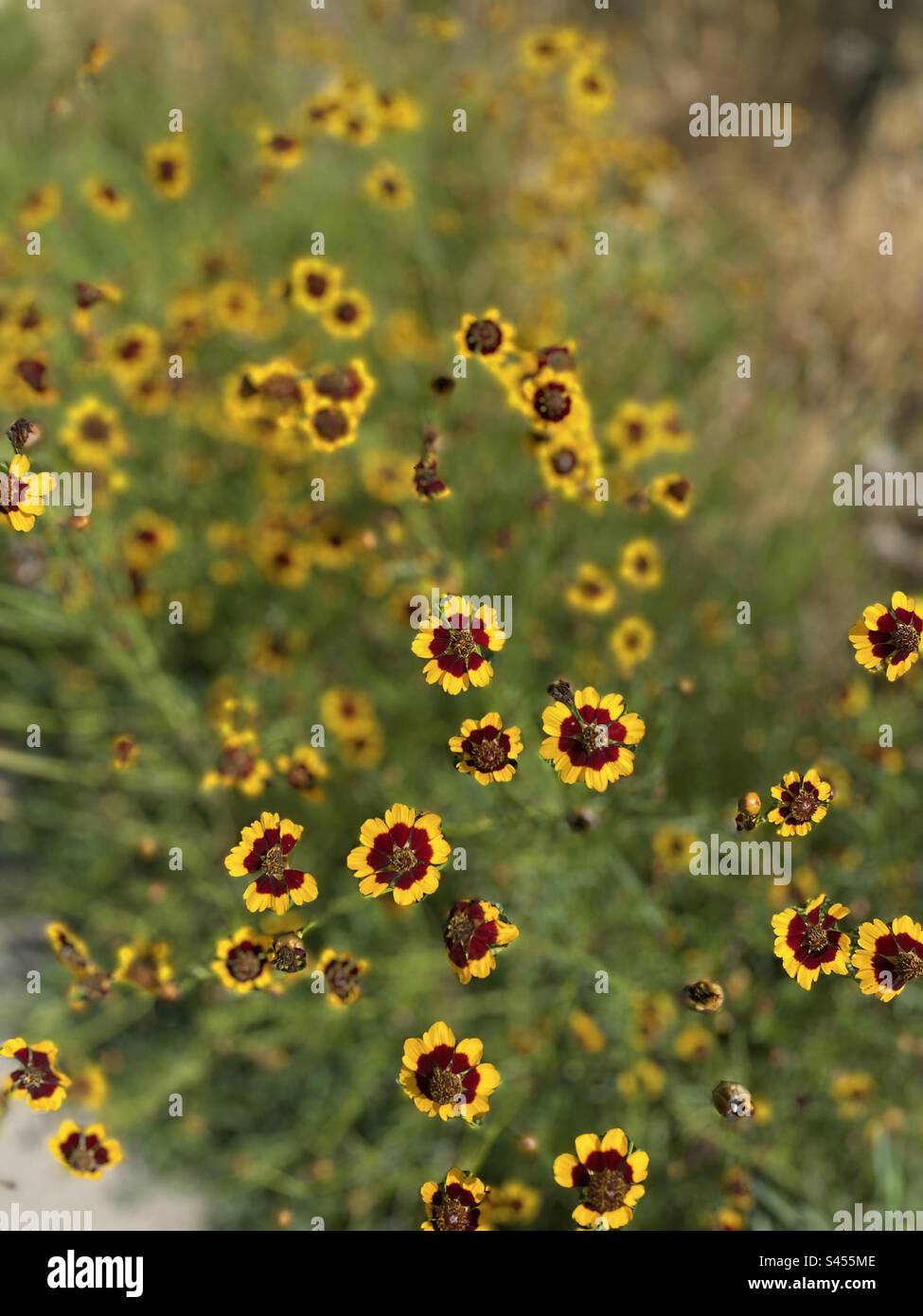 Golden tickseed in bloom hi-res stock photography and images - Alamy